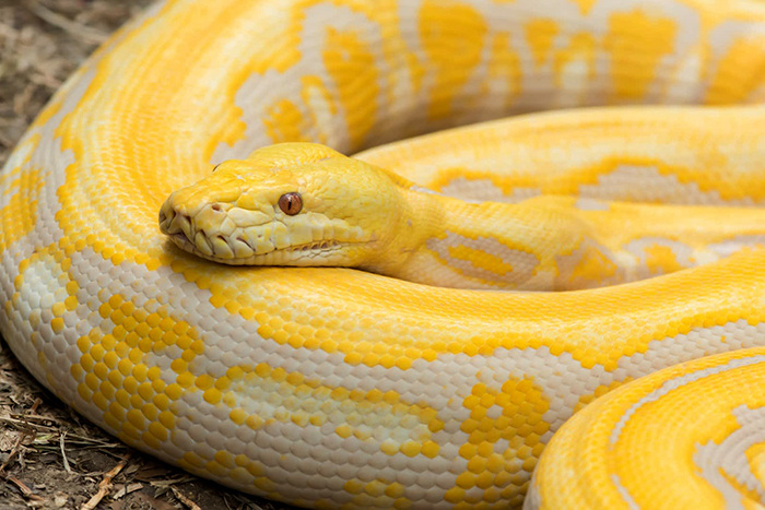 Python snake bit its zookeeper in Trinidad and Tobago, everyone felt ...