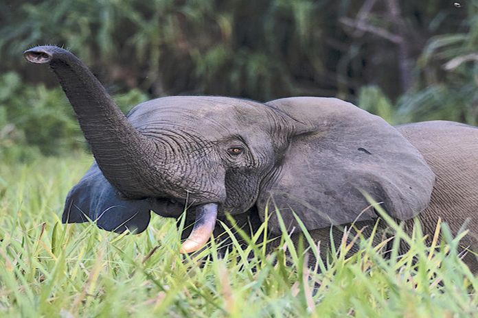 Small Elephants play big role in fighting climate change - Caribbean ...