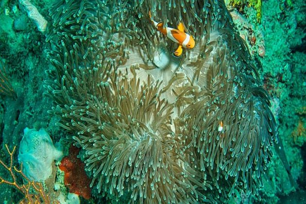 Reimagine, Recreate and Restore our Caribbean Ecosystems - Caribbean ...