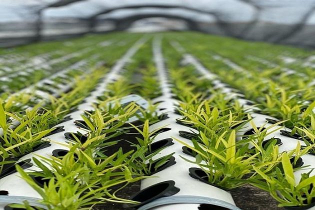 Flex Singapore launches rooftop farming initiative at Kallang ...