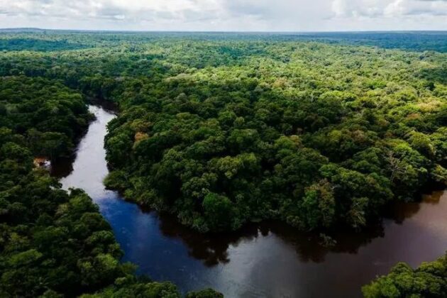 Guyana produced enough timber in 2023 to build more than 20,000 homes ...