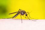 PAHO reports sustained yellow fever transmission in parts of South ...