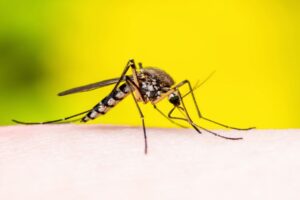 PAHO reports sustained yellow fever transmission in parts of South ...